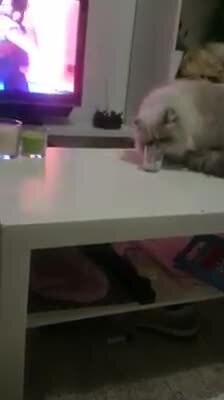 Cat Knocks Stuff off Table and Doesn't Care | Jukin Licensing