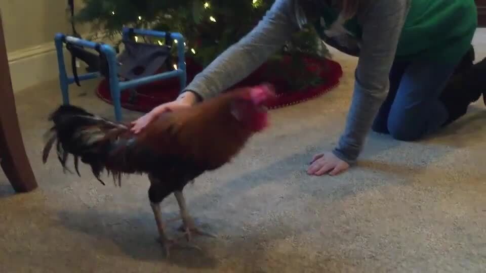 Rooster Walks For First Time After Injury | Jukin Licensing