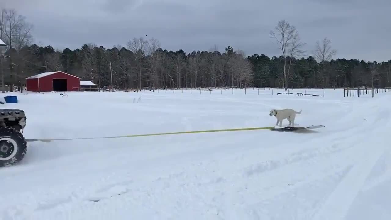 Dog Goes Sledding On Old Car Hood | Jukin Licensing