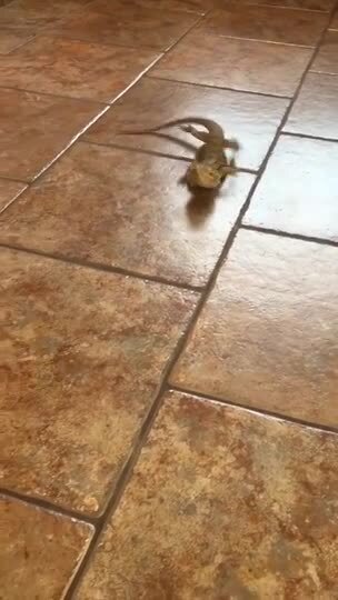 Bearded Dragon Slips and Slides on Tile Floor | Jukin Licensing