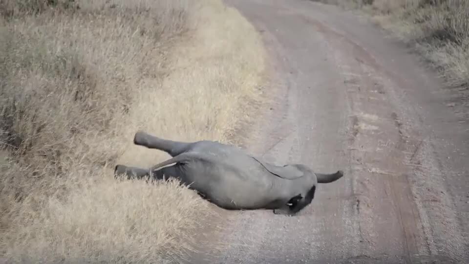 Baby Elephant Throws Temper Tantrum | Jukin Licensing