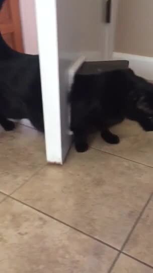 Cat Gets Stuck in Pet Door | Jukin Licensing