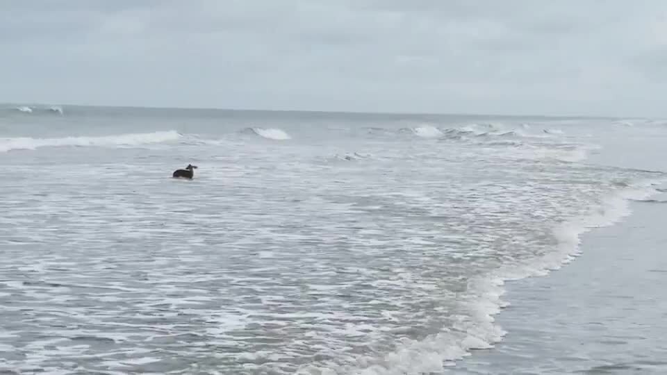 Fawn Swims Out Of Ocean Jukin Licensing
