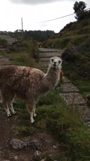 Grumpy Llama Spits on Person | Jukin Licensing