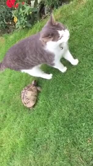 Tortoise Chases Cat Around Garden | Jukin Licensing