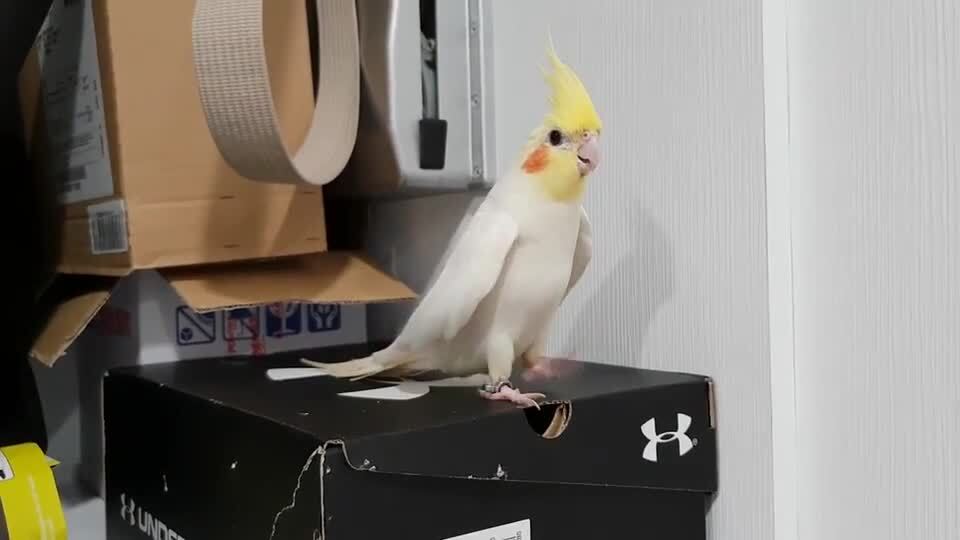 Cockatiel Shows off Tap Dancing Skills | Jukin Licensing