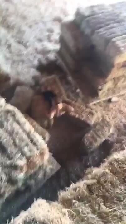 Guy Falls Down While Attempting to Jump Over Haystack | Jukin Licensing