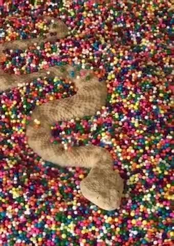 Snake Buries Itself in Rainbow Sprinkles | Jukin Licensing
