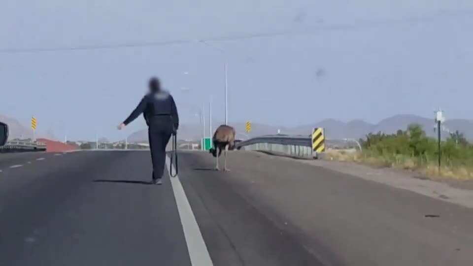 Police Officer Tries to Chase Away Emu | Jukin Licensing