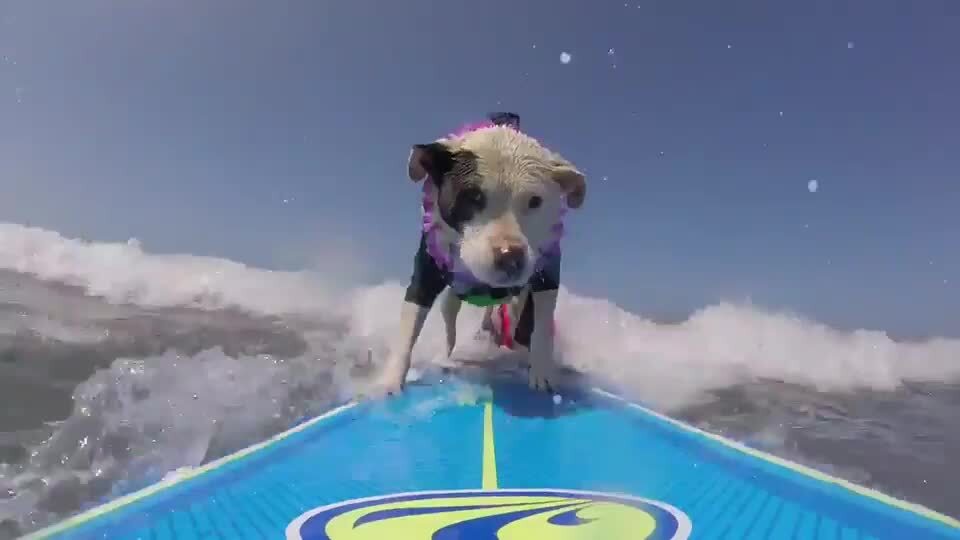 Dogs Go Surfing | Jukin Licensing