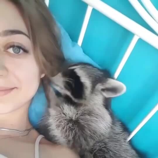 Raccoon Snuggles with Girl | Jukin Licensing