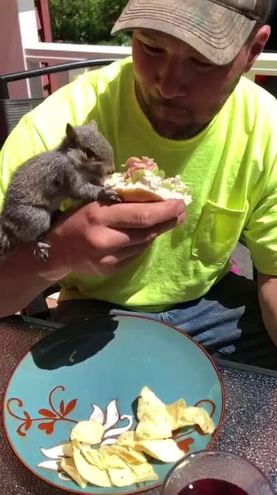 Squirrel Eats Sandwich | Jukin Licensing