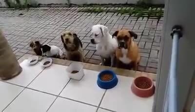 Dogs Devour Food after Praying | Jukin Licensing