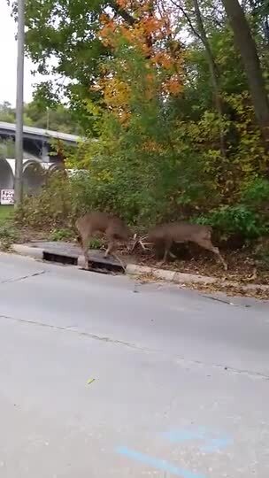 Two Bucks Fighting in Street | Jukin Licensing