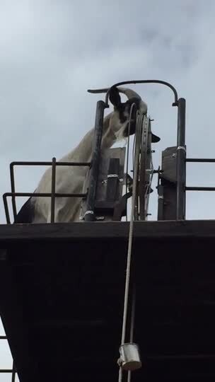 Goat Lifts Treats Using Wheel and Pully | Jukin Licensing