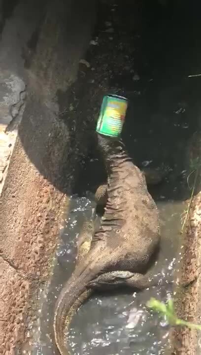 Monitor Lizard Walks Around in Drain With its Head Stuck in Tin Can ...