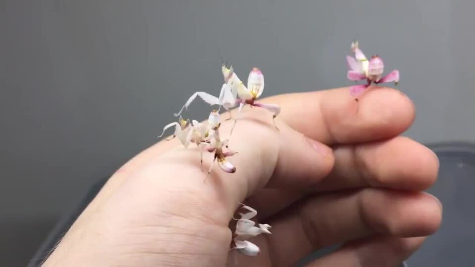 Baby Orchid Mantises Crawl on Hand | Jukin Licensing
