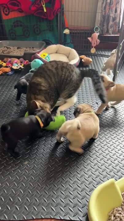 Pug Puppies Play Fight With Cat | Jukin Licensing