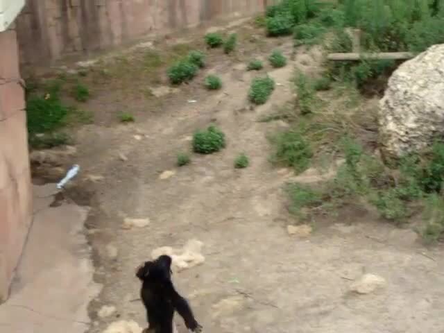 Chimpanzee Flings Poop at Girl Visitor at the Zoo | Jukin Licensing