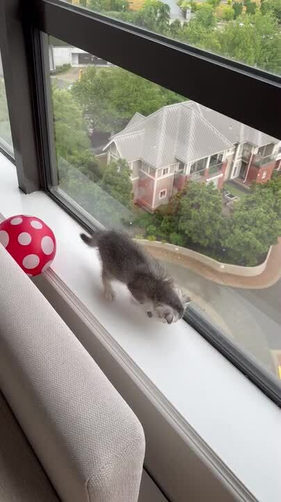 Cute Kitten Falls Off Window Sill While Catching Bug | Jukin Licensing