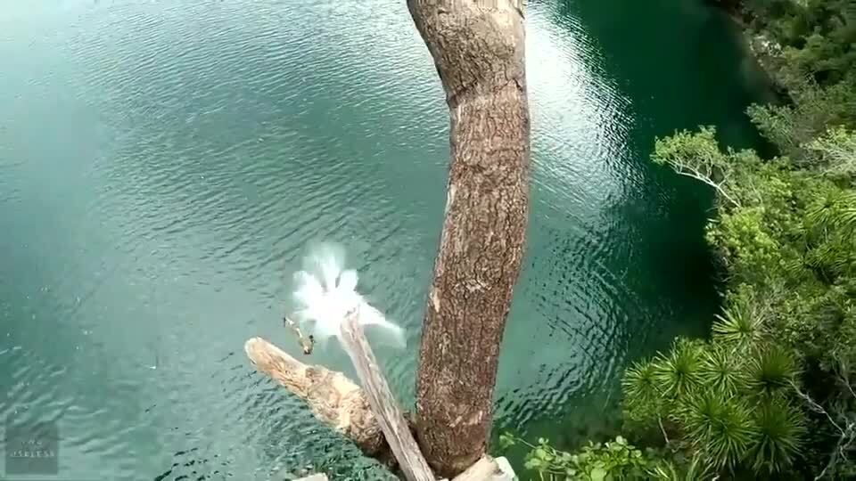 Man Falls off Tree Branch Attempting Jump into Water | Jukin Licensing