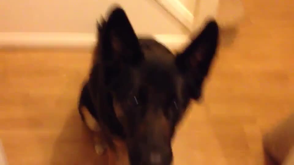 Dog Bops Head To Beatboxing | Jukin Licensing