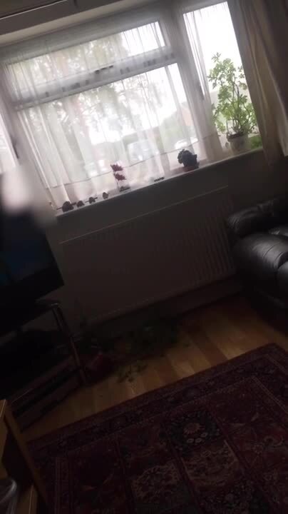 Cat and Squirrel Cause Ruckus in Living Room | Jukin Licensing