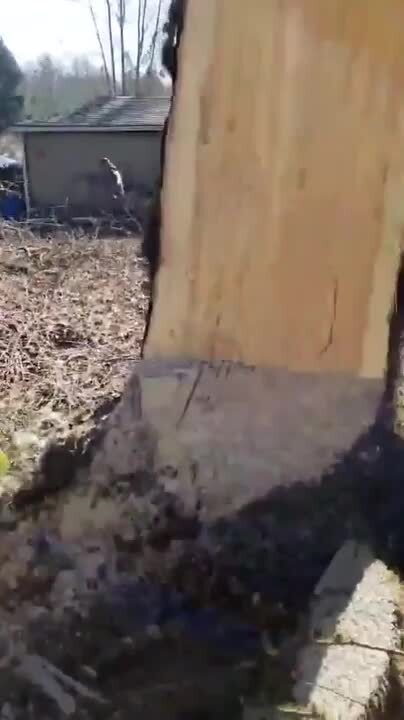 Collapsing Tree Crushes House | Jukin Licensing