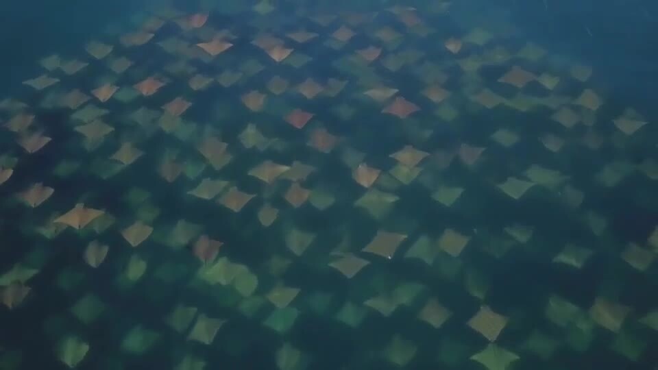 Massive Group of Stingrays Migrate Across Ocean | Jukin Licensing