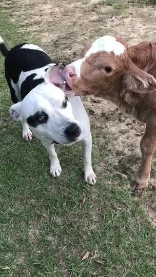 Bulldog and Calf Give Each Other Kisses | Jukin Licensing