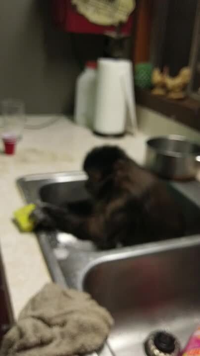 Monkey Scrubs Kitchen Sink and Keeps it Clean | Jukin Licensing
