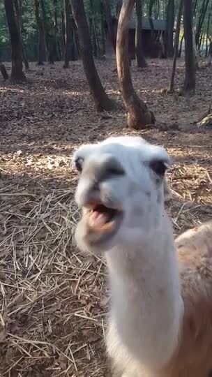 Grumpy Llama Spits at Person | Jukin Licensing