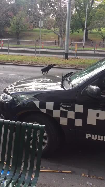 Crow Pecks on Hood of Police Car | Jukin Licensing