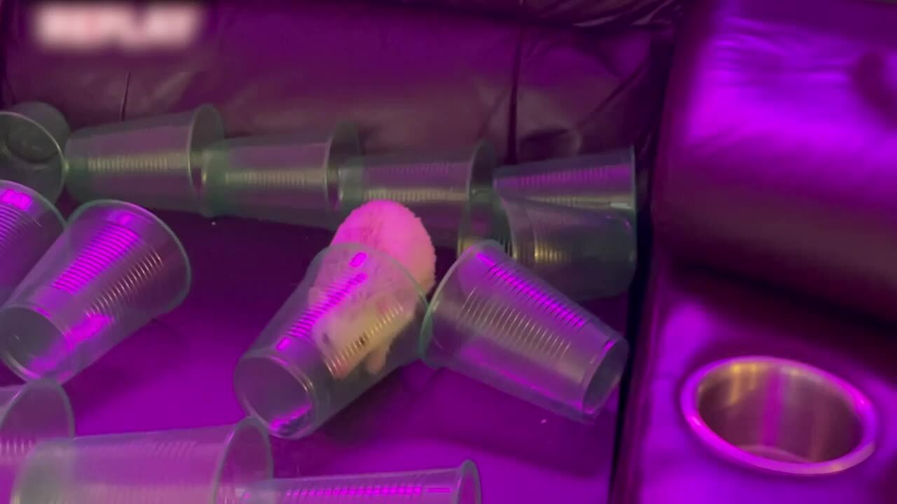 Two Hedgehogs Compete to Finish Obstacle Course While Owner Gives ...