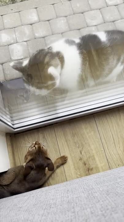 Stray Cat Attempts to Attack Pet Cat Through Glass Window | Jukin Licensing