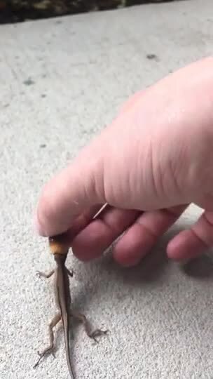 Man Helps Free Lizard Whose Head Was Stuck in Acorn | Jukin Licensing