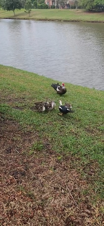 Parent Ducks Reunite With Ducklings and Scold Them for Wandering Off ...