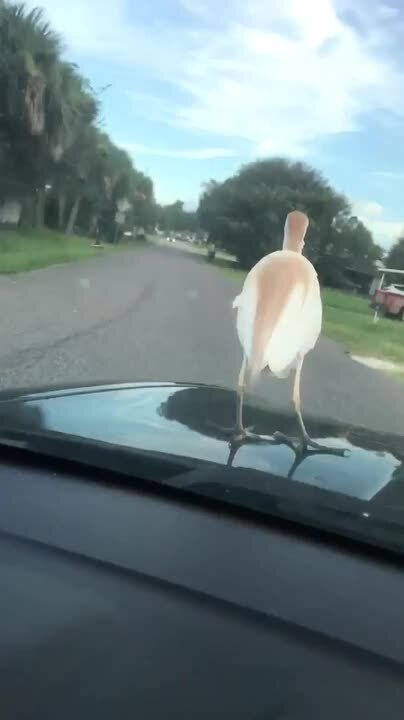 Bird Stands on Hood of Car While Driver Tries To Drive Fast To Get Rid ...