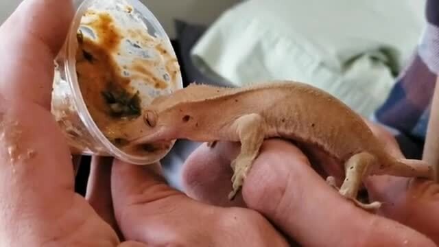 Female Crested Gecko Licks Food From a Cup | Jukin Licensing