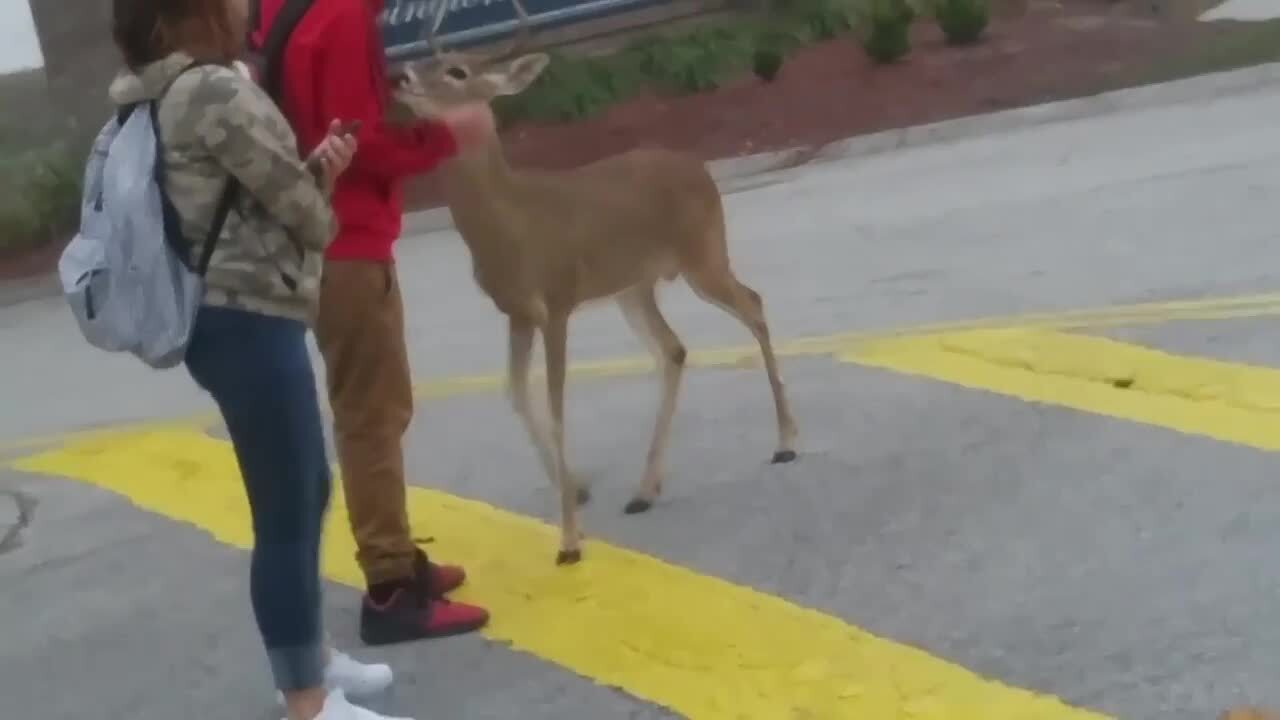 Friendly Deer | Jukin Licensing