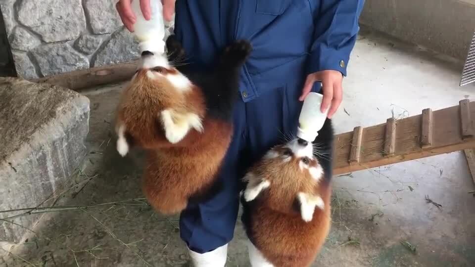 Red Pandas Drink Milk From Bottles | Jukin Licensing