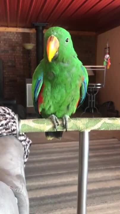 Eclectus Parrot Learns to Wave With Foot | Jukin Licensing