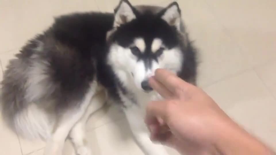 Husky Plays Dead | Jukin Licensing