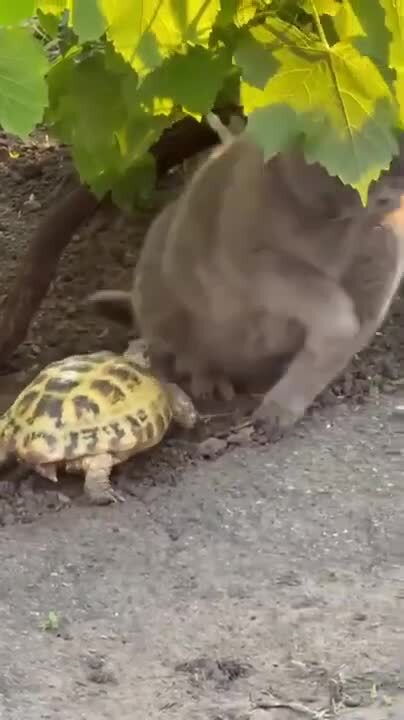 Turtle Chases Sleepy Cat | Jukin Licensing