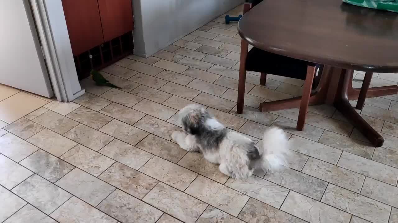 Bossy Bird Chases Pup | Jukin Licensing