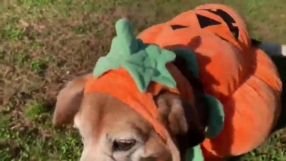 Adorable Beagle Dressed as Pumpkin Runs in Field | Jukin Licensing