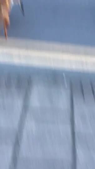 Fox Steals Guy's Wallet and Takes off Running | Jukin Licensing