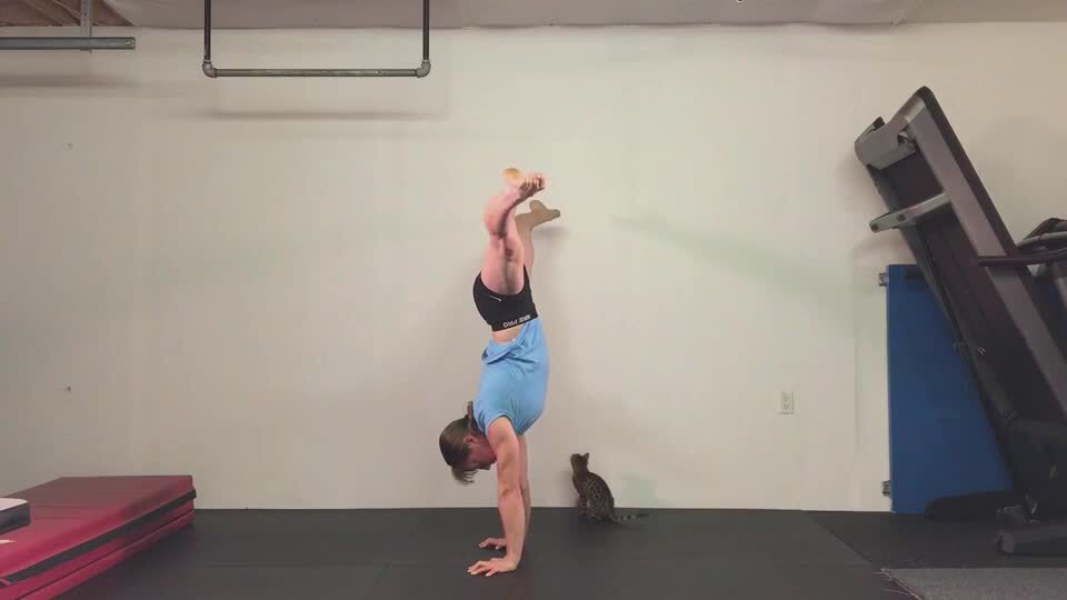 Girl Does Handstands while Cat Strolls Around Her | Jukin Licensing