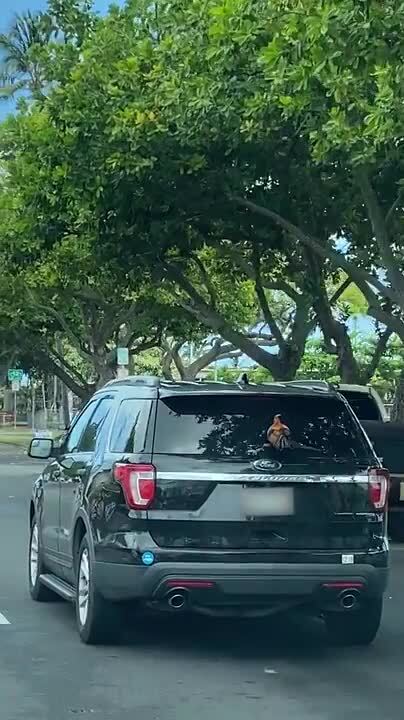 Hitchhiking Chicken Catches Ride | Jukin Licensing