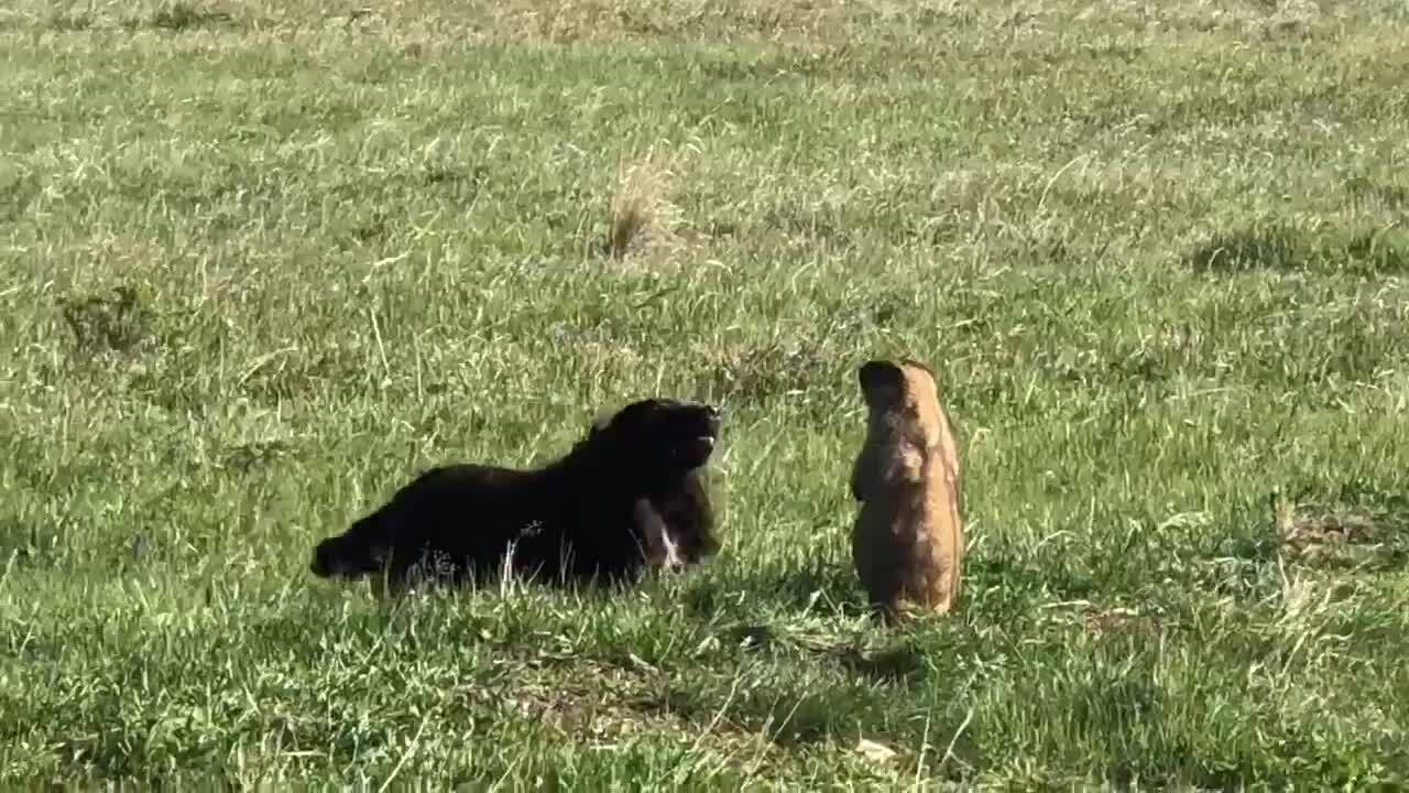 Groundhog Screams at Overly Social Doggy | Jukin Licensing